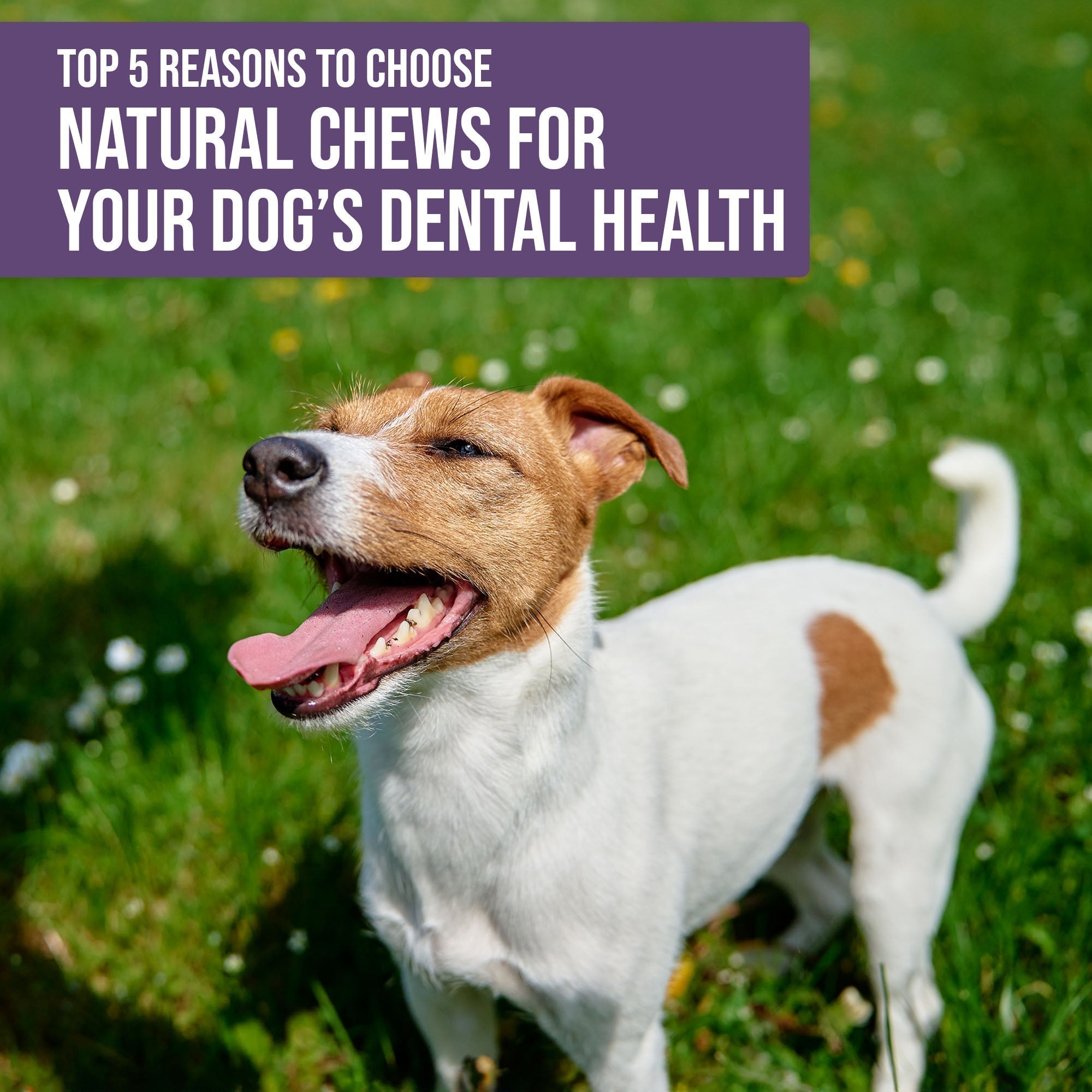 Top 5 Reasons to Choose Natural Palz&Co Chews for Your Dog’s Dental He ...